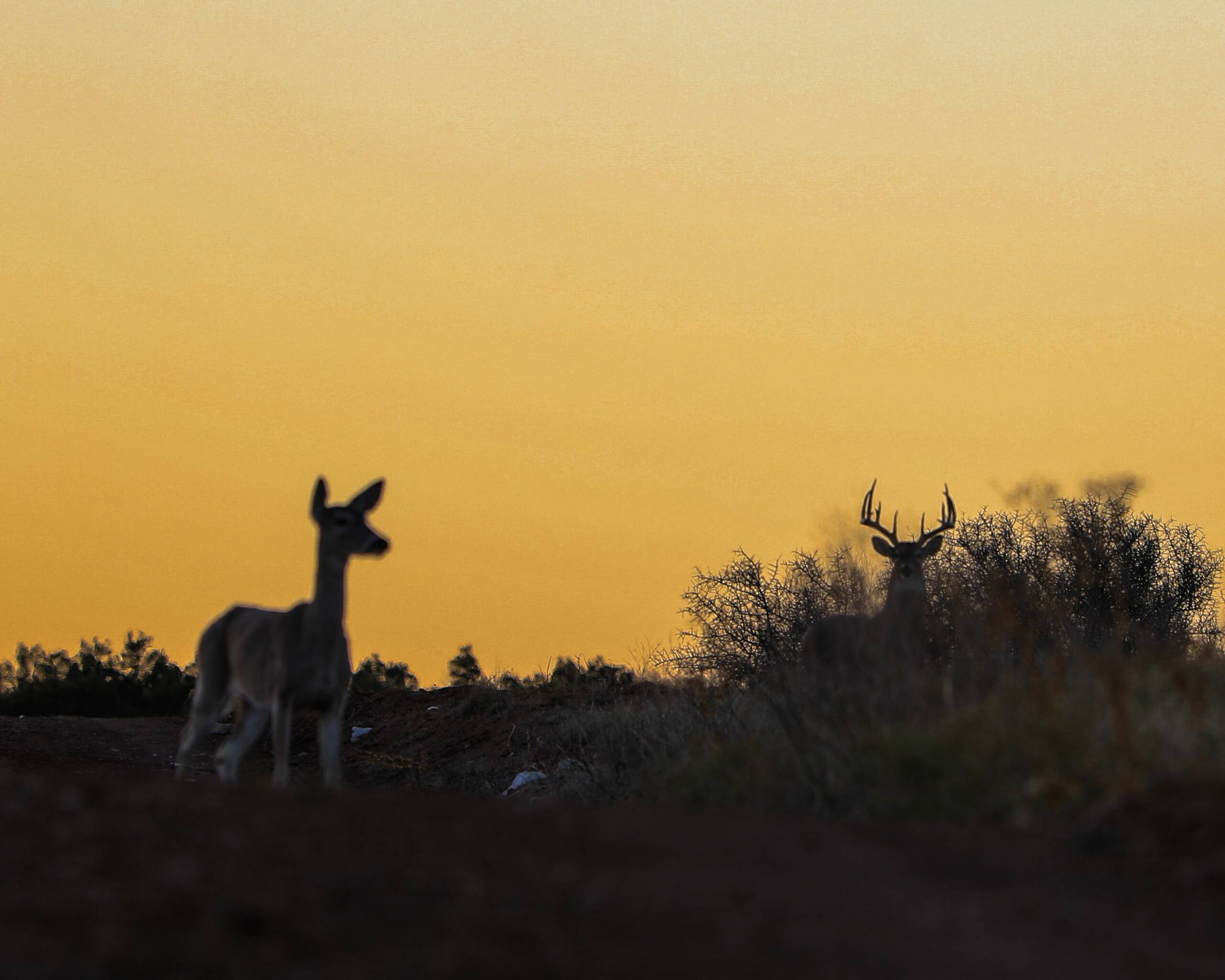 Texas Strong Outdoors - Partners